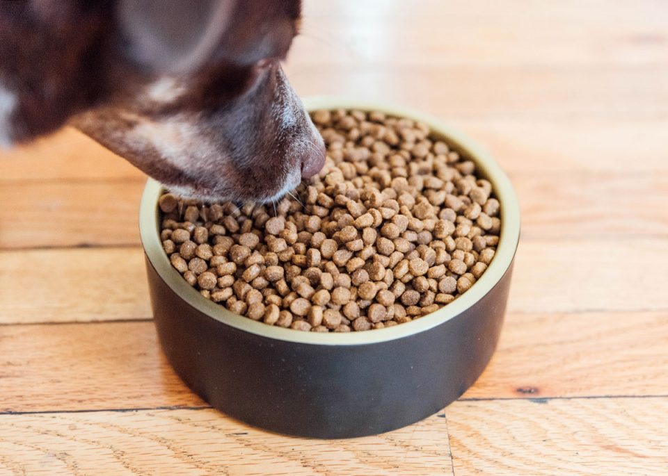 How Many Calories Does My Dog Need? (Calculator + Charts)