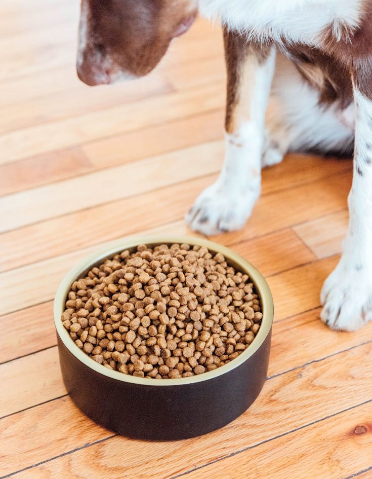 How Many Calories Does My Dog Need? (Calculator + Charts)