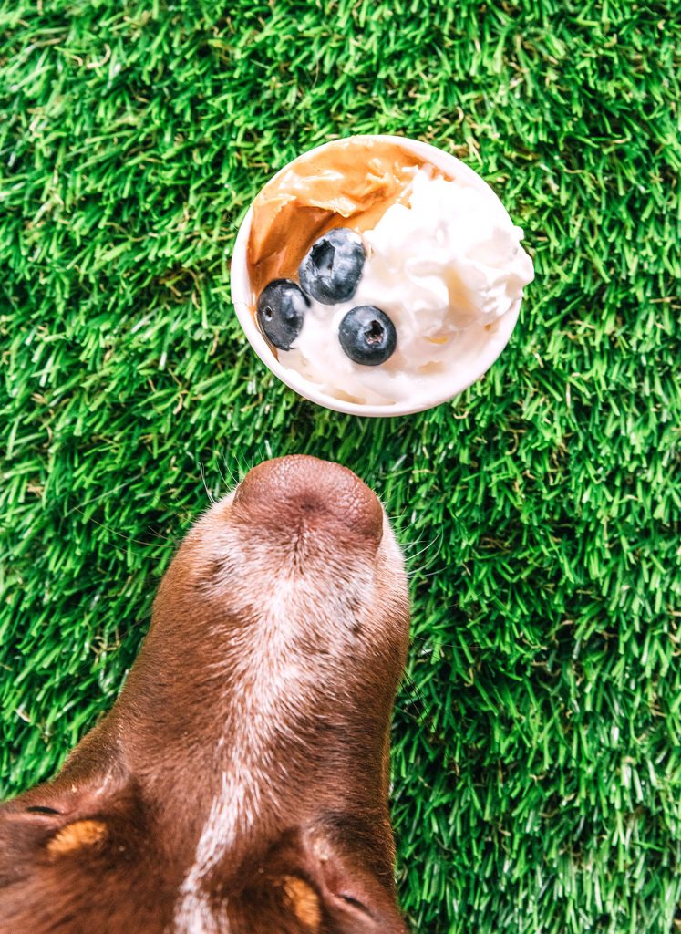 Homemade Puppuccino Recipe (5 Flavors!) | Bone Appetreat