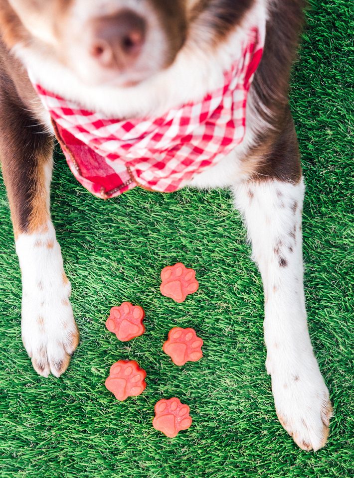 Frozen Watermelon Dog Treats Recipe (1 Ingredient!) | Bone Appetreat