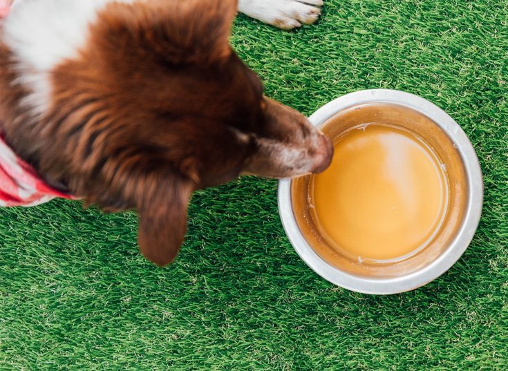 How To Make Bone Broth For Dogs (Step-By-Step Guide) | Bone Appetreat