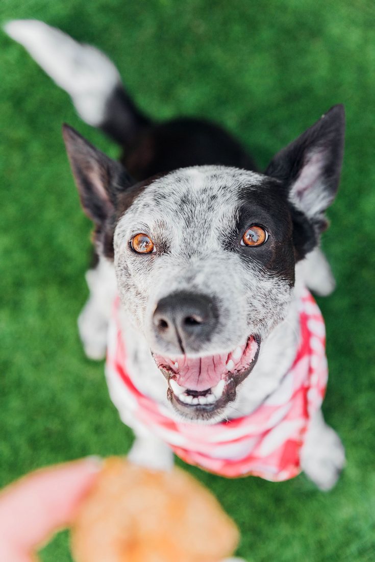 How To Make Chewy Chicken Dog Treats (4 Ingredients) | Bone Appetreat