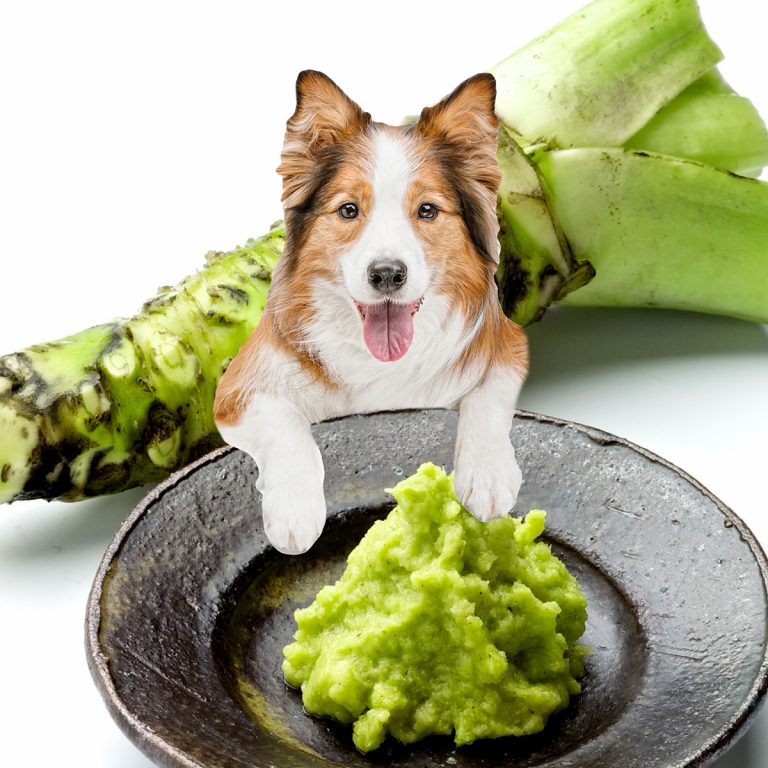 Tripe For Dogs: Types, Benefits, and Feeding Guide | Bone Appetreat
