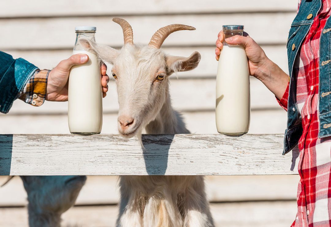 Raw Goat Milk For Dogs: Benefits & Recipes! | Bone Appetreat