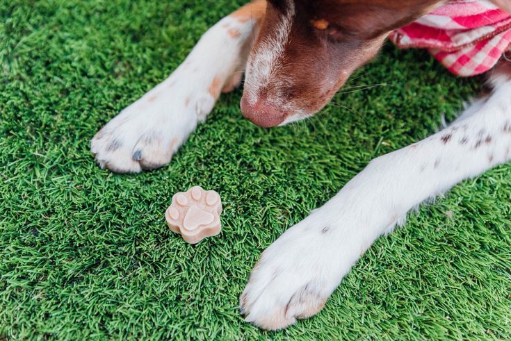 Easy Salmon Dog Treats Recipe | Bone Appetreat