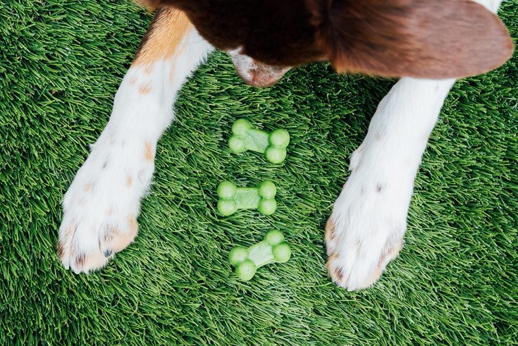 Homemade Dog Breath Mints Recipe | Bone Appetreat