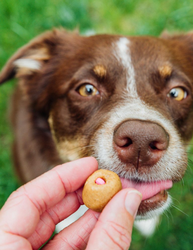 Homemade Pill Pockets For Dogs Recipe (3 Ingredients) | Bone Appetreat