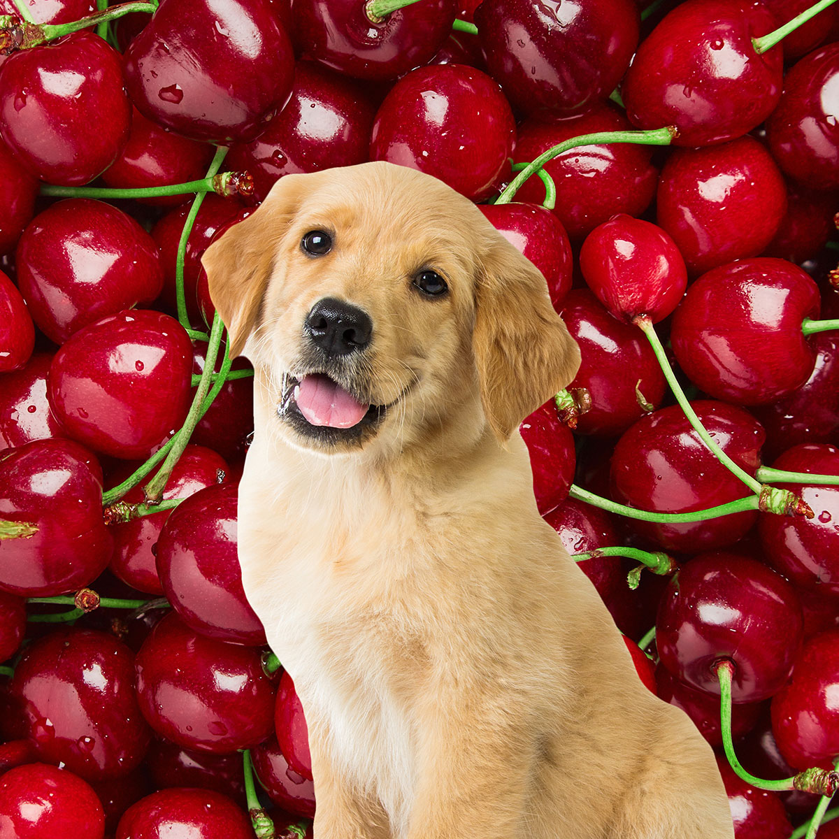 Are Cherries Okay For Dogs To Eat
