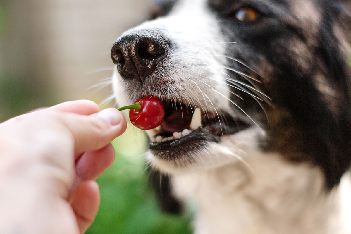 Are Cherries Okay For Dogs To Eat