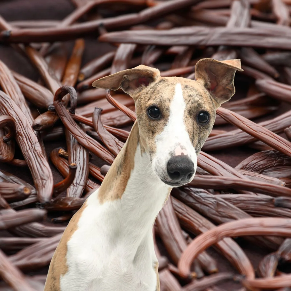 Bone Appétreat: Dog Food Recipes, Enrichment, and Nutrition